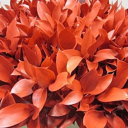 HARD RUSCUS DYED RED 60cm | Wholesale Dutch Flowers & Florist Supplies UK