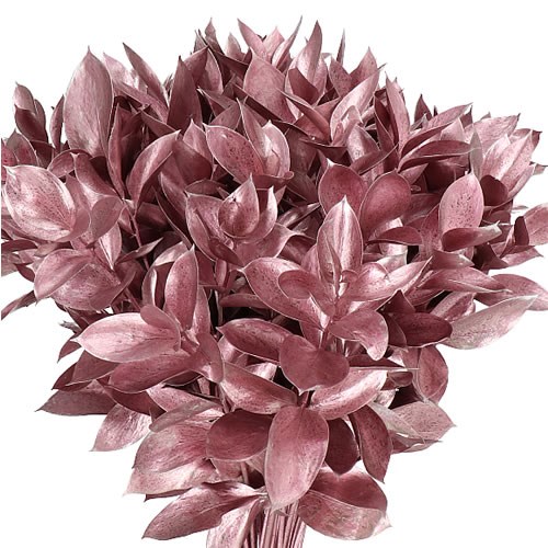 HARD RUSCUS DYED ROSE GOLD 60cm | Wholesale Dutch Flowers & Florist ...