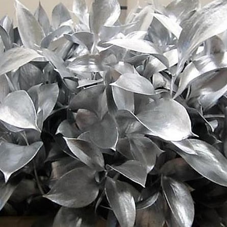 HARD RUSCUS DYED SILVER 60cm | Wholesale Dutch Flowers & Florist ...