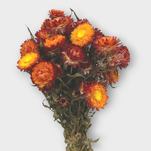Everlasting Dried Flower Bunches & Bouquets | Helichrysum Red Dried 50cm