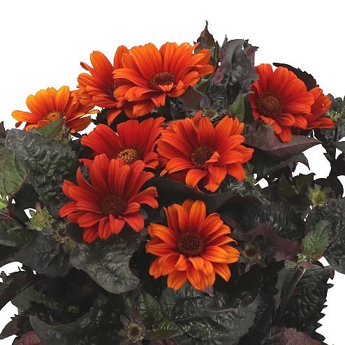 HELIOPSIS RED SHADES 70cm | Wholesale Dutch Flowers & Florist Supplies UK