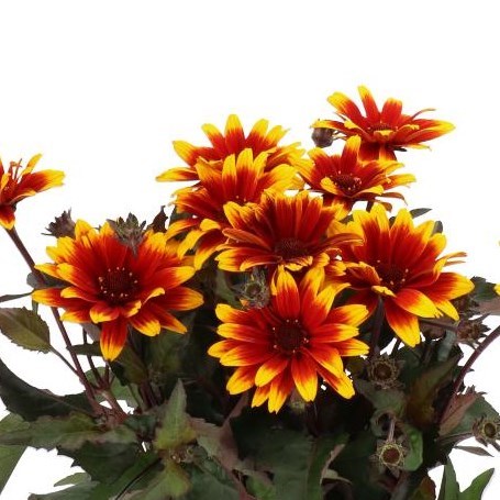 HELIOPSIS SPAR CONTRAST 65cm | Wholesale Dutch Flowers & Florist ...