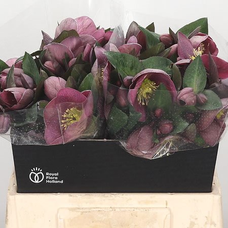 HELLEBORES PIPPAS PURPLE 45cm | Wholesale Dutch Flowers & Florist ...
