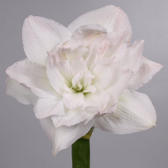 HIPPEASTRUM ARCTIC NYMPH 70cm | Wholesale Dutch Flowers & Florist ...