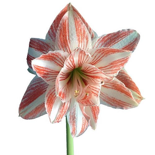 HIPPEASTRUM DANCING QUEEN 80cm | Wholesale Dutch Flowers & Florist ...