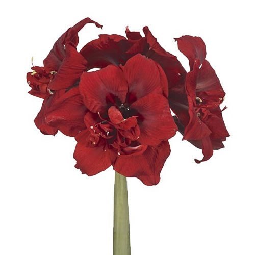 HIPPEASTRUM DOUBLE ROYALTY 80cm | Wholesale Dutch Flowers & Florist ...