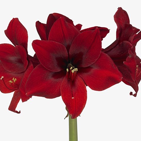 HIPPEASTRUM GRAND DIVA 75cm | Wholesale Dutch Flowers & Florist Supplies UK