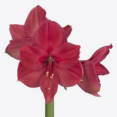 HIPPEASTRUM ISABELLA 80cm X 12 | Wholesale Dutch Flowers & Florist ...