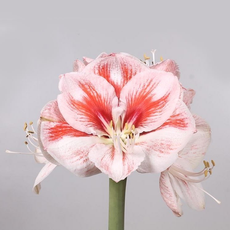 HIPPEASTRUM POPOV 80cm X 12 | Wholesale Dutch Flowers & Florist Supplies UK
