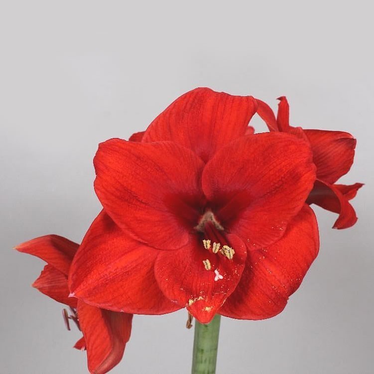 HIPPEASTRUM RED LION 70cm X 18 | Wholesale Dutch Flowers & Florist ...
