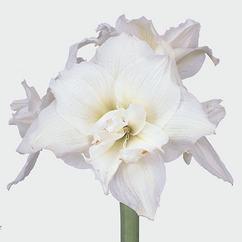 HIPPEASTRUM WHITE NYMPH 70cm | Wholesale Dutch Flowers & Florist Supplies UK