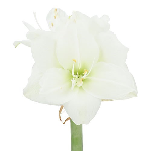 HIPPEASTRUM WIMBLEDON 80cm X 10 | Wholesale Dutch Flowers & Florist ...