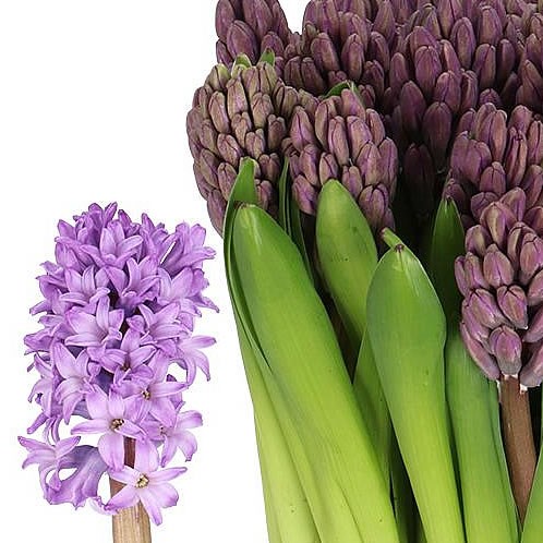 HYACINTHS AMARANTA 30cm | Wholesale Dutch Flowers & Florist Supplies UK