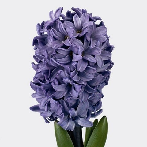 HYACINTHS BLUE STAR 30cm | Wholesale Dutch Flowers & Florist Supplies UK