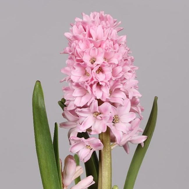 HYACINTHS FONDANT 35cm | Wholesale Dutch Flowers & Florist Supplies UK