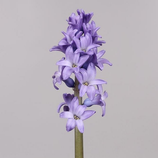 HYACINTHS MINOS 30cm | Wholesale Dutch Flowers & Florist Supplies UK