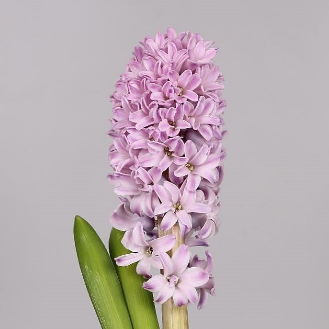 HYACINTHS SPLENDID CORNELIA 30cm | Wholesale Dutch Flowers & Florist ...