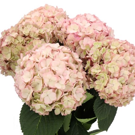 HYDRANGEA ADORA CHAMPAGNE CLASSIC 80cm | Wholesale Dutch Flowers ...