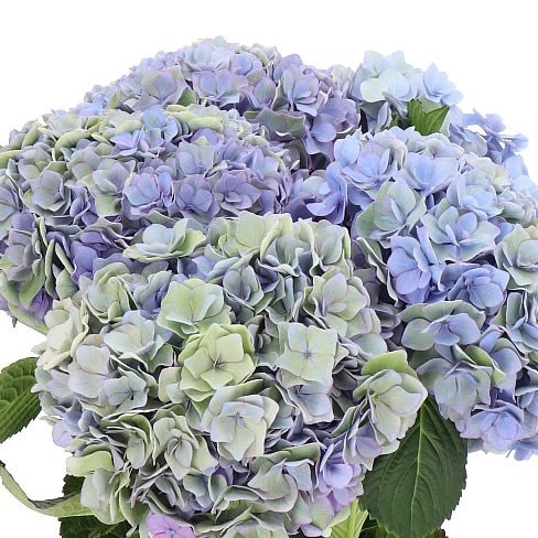 HYDRANGEA ADORA CLASSIC LAVENDER 80cm | Wholesale Dutch Flowers ...