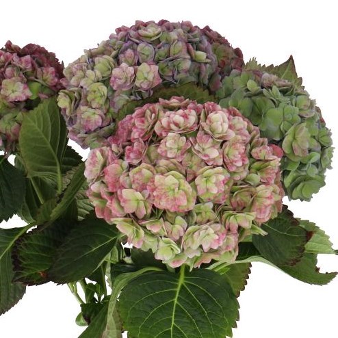 HYDRANGEA ADORA GREEN/PURPLE CLASSIC 80cm | Wholesale Dutch Flowers ...