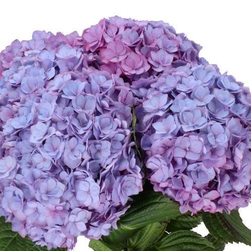 HYDRANGEA ADORA LAVENDER 50cm | Wholesale Dutch Flowers & Florist ...
