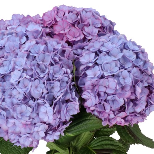 HYDRANGEA ADORA LAVENDER 80cm | Wholesale Dutch Flowers & Florist ...