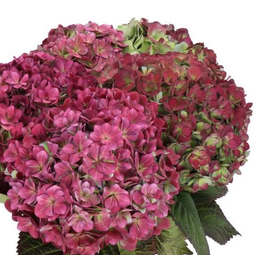 HYDRANGEA ADORA PURPLE CLASSIC 80cm | Wholesale Dutch Flowers & Florist ...