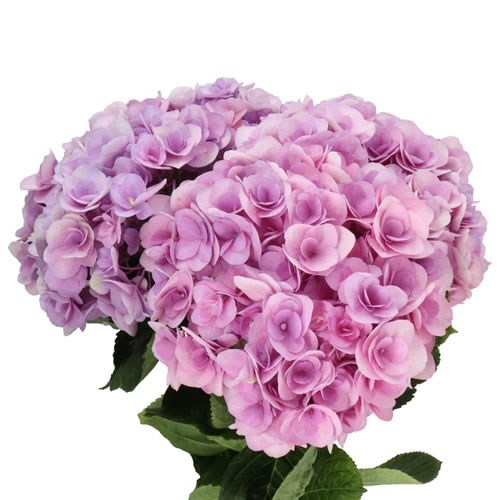 HYDRANGEA BEAUTENSIA PAPILLON LAVENDER 60cm | Wholesale Dutch Flowers ...