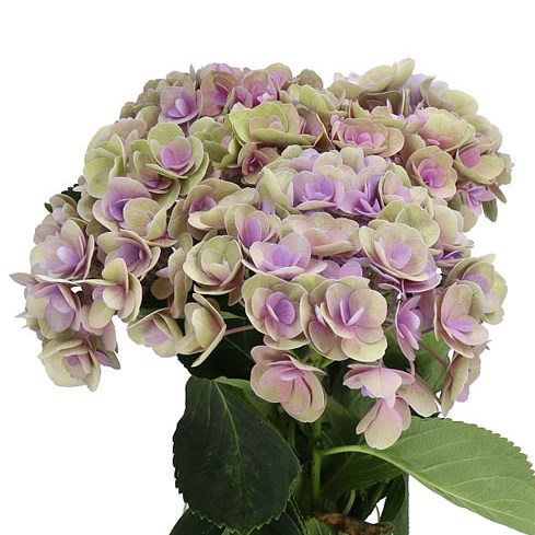 HYDRANGEA BEAUTENSIA PAPILLON LAVENDER CLASSIC 60cm