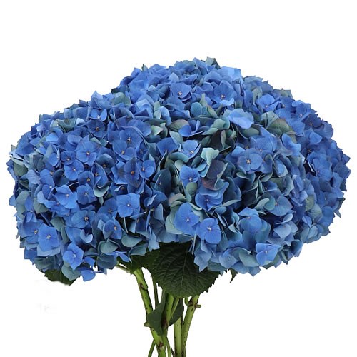 HYDRANGEA BELA CLASSIC 60cm | Wholesale Dutch Flowers & Florist Supplies UK