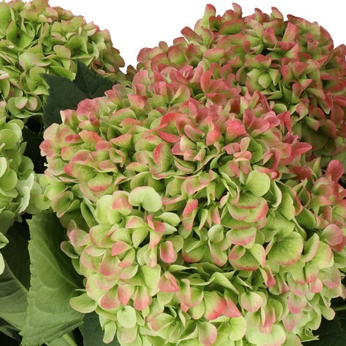 HYDRANGEA CLASSIC IVOOR GREEN-RED 80cm | Wholesale Dutch Flowers ...