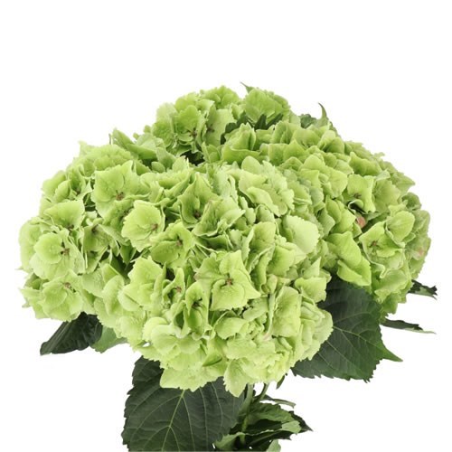 HYDRANGEA CLASSIC MAGICAL EMERALD GREEN 80cm | Wholesale Dutch Flowers ...