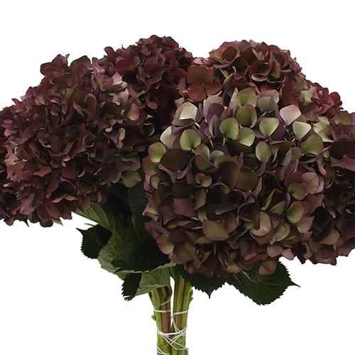 HYDRANGEA CLASSIC MAGICAL RUBY BURGUNDY 50cm | Wholesale Dutch Flowers ...