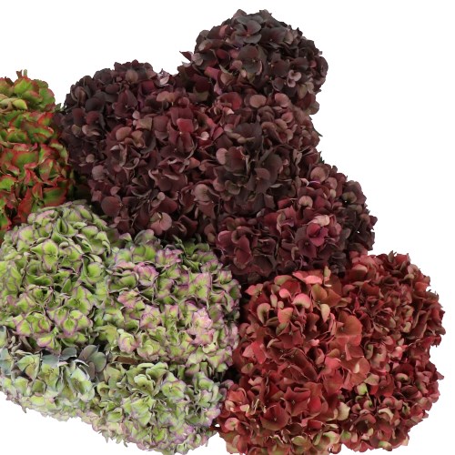 HYDRANGEA CLASSIC MIX (COLS MAY VARY) 80cm | Wholesale Dutch Flowers ...