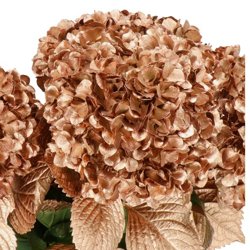 HYDRANGEA DYED COPPER 60cm | Wholesale Dutch Flowers & Florist Supplies UK
