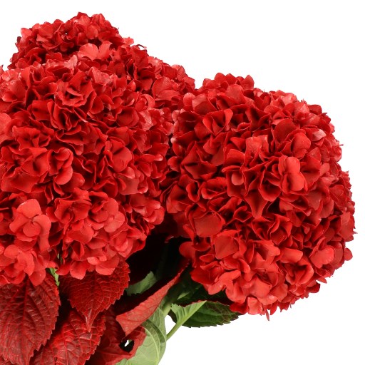 HYDRANGEA DYED RED 60cm | Wholesale Dutch Flowers & Florist Supplies UK