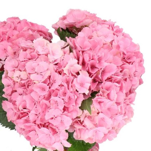 HYDRANGEA ELBTAL PINK 50cm | Wholesale Dutch Flowers & Florist Supplies UK