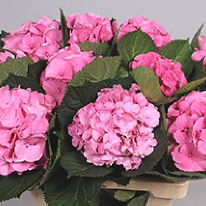 HYDRANGEA ELBTAL PINK 60cm | Wholesale Dutch Flowers & Florist Supplies UK