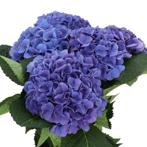 HYDRANGEA FABULOUS ANNE 80cm | Wholesale Dutch Flowers & Florist ...