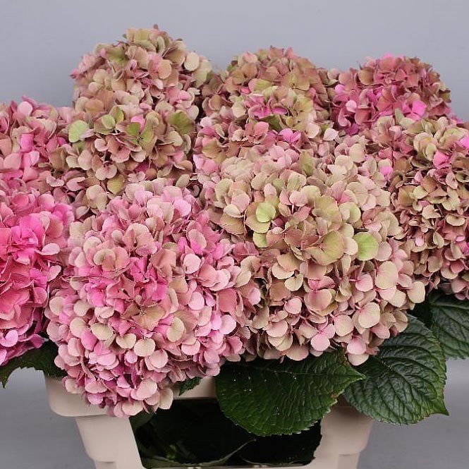 HYDRANGEA GLOWING ALPS PINK CLASSIC 75cm | Wholesale Dutch Flowers ...