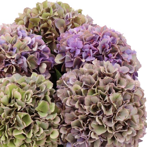 HYDRANGEA GLOWING ALPS PURPLE CLASSIC 40cm | Wholesale Dutch Flowers ...