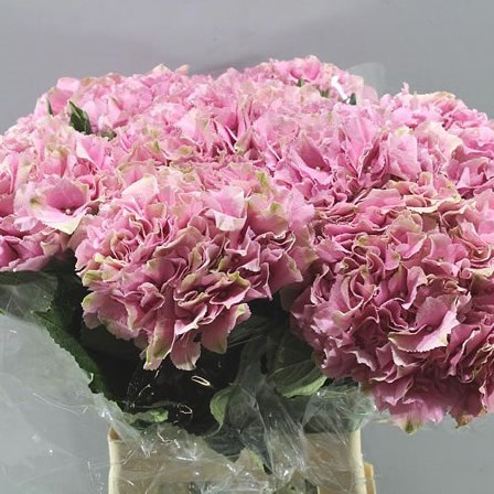 HYDRANGEA JULIETTE 60cm | Wholesale Dutch Flowers & Florist Supplies UK