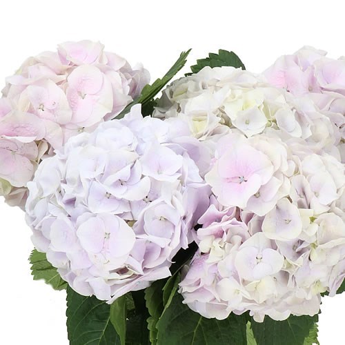 HYDRANGEA LAVENDER TOUCH 60cm | Wholesale Dutch Flowers & Florist ...