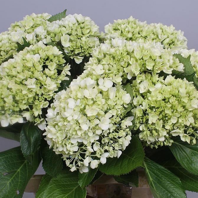 HYDRANGEA LIMA 65cm | Wholesale Dutch Flowers & Florist Supplies UK