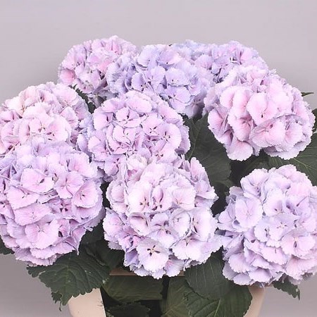 HYDRANGEA LOLLY POP LILAC 60cm | Wholesale Dutch Flowers & Florist ...