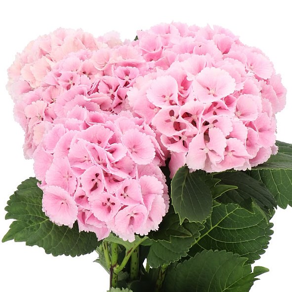 HYDRANGEA LOLLY POP PINK 60cm | Wholesale Dutch Flowers & Florist ...