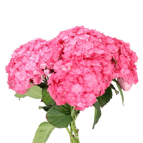 HYDRANGEA MAGICAL ADORA 60cm | Wholesale Dutch Flowers & Florist ...