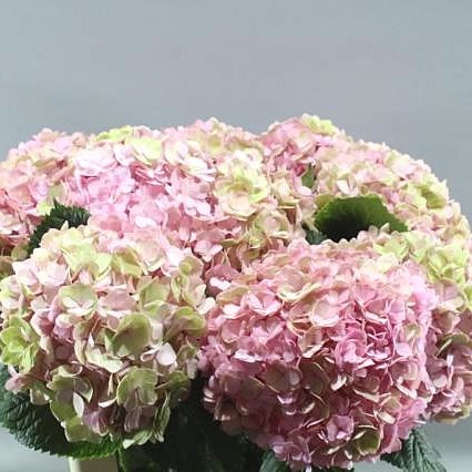HYDRANGEA MAGICAL ADORA CLASSIC CHAMPAGNE 80cm | Wholesale Dutch ...