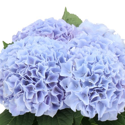 HYDRANGEA MAGICAL BLUE FLOYD 50cm | Wholesale Dutch Flowers & Florist ...