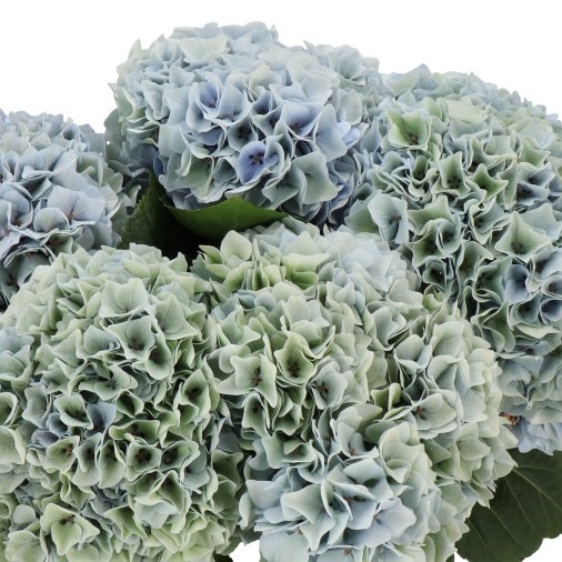HYDRANGEA MAGICAL BLUE FLOYD CLASSIC 60cm | Wholesale Dutch Flowers ...